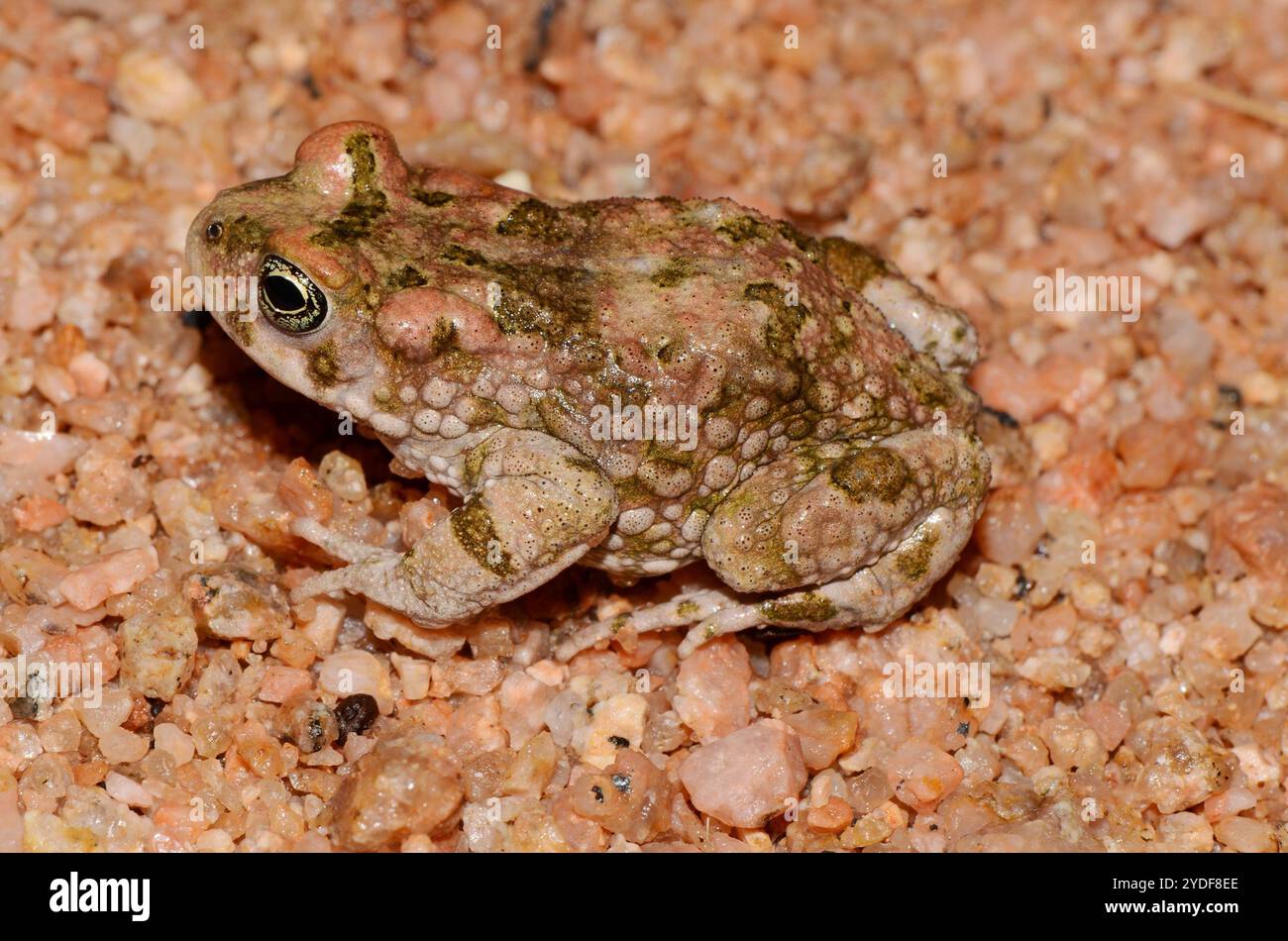 Robinsoni hi-res stock photography and images - Alamy