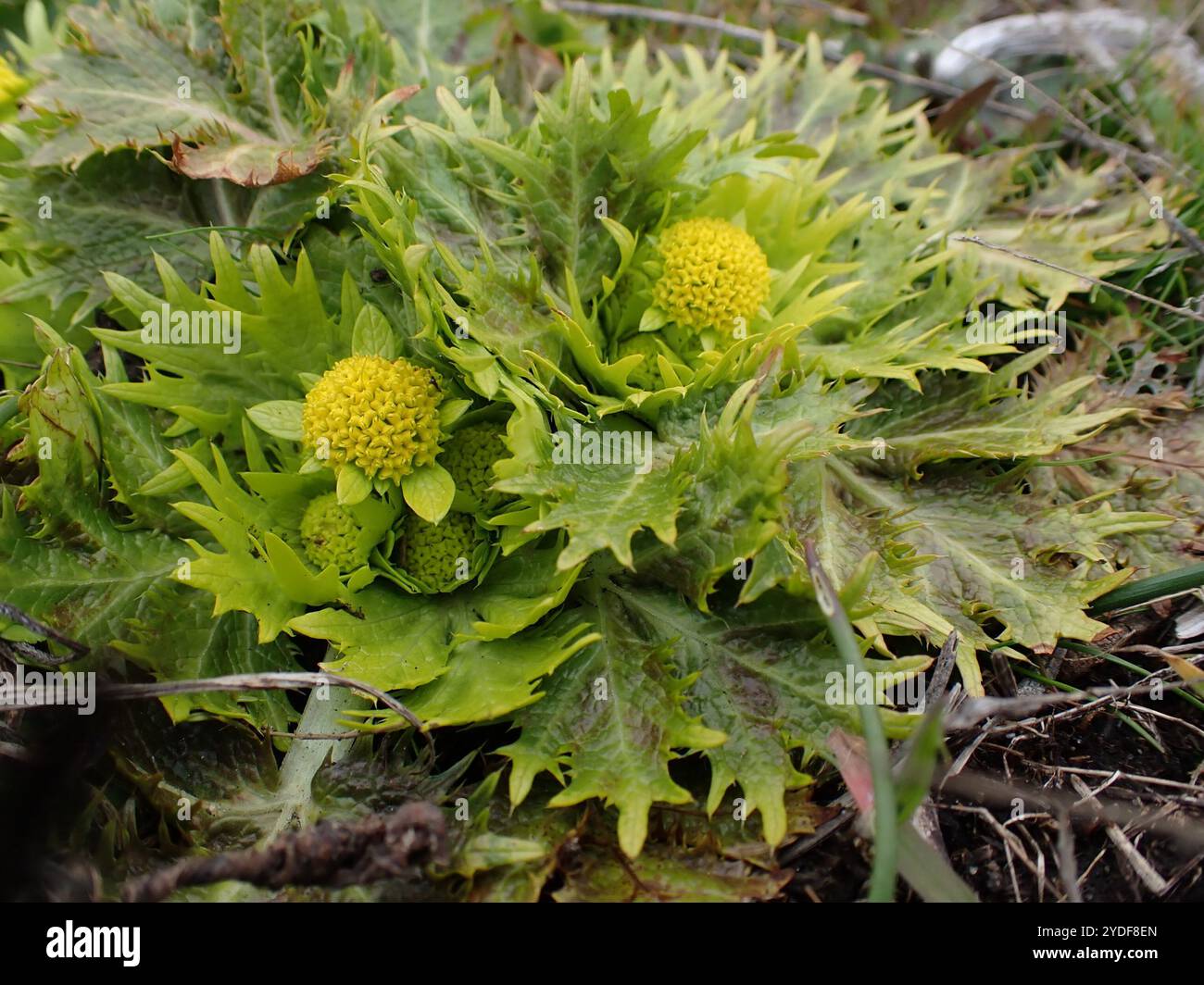 Sanicula arctopoides hi-res stock photography and images - Alamy