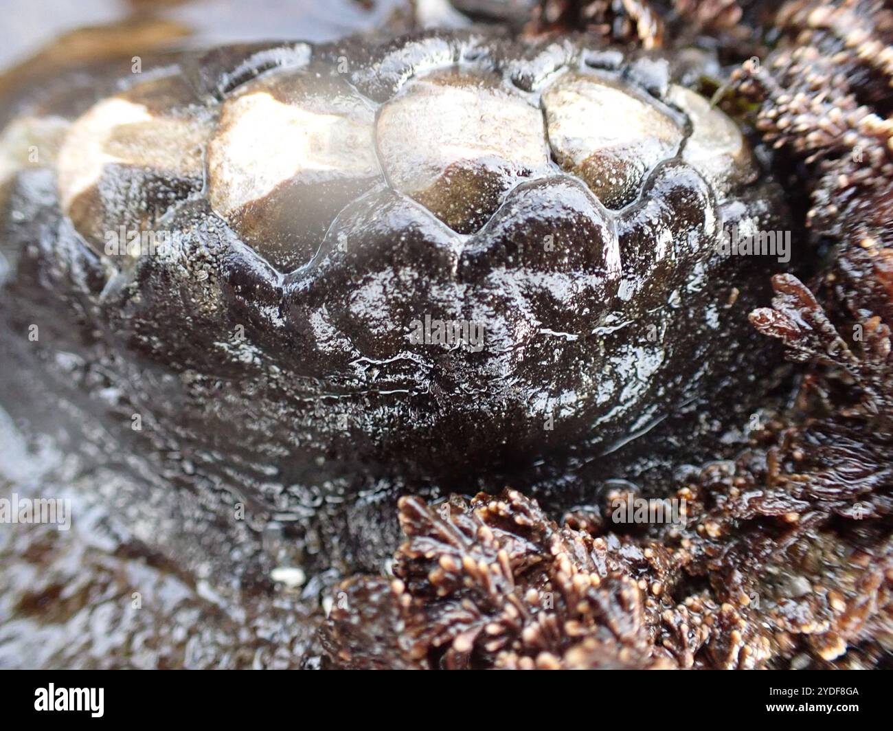 Black Leather Chiton (Katharina tunicata Stock Photo - Alamy