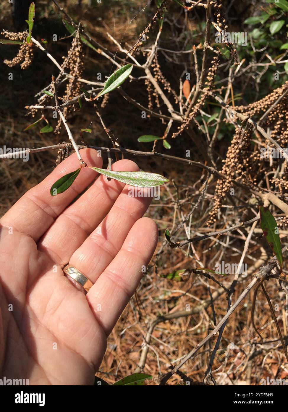 Swamp titi (Cyrilla racemiflora Stock Photo - Alamy