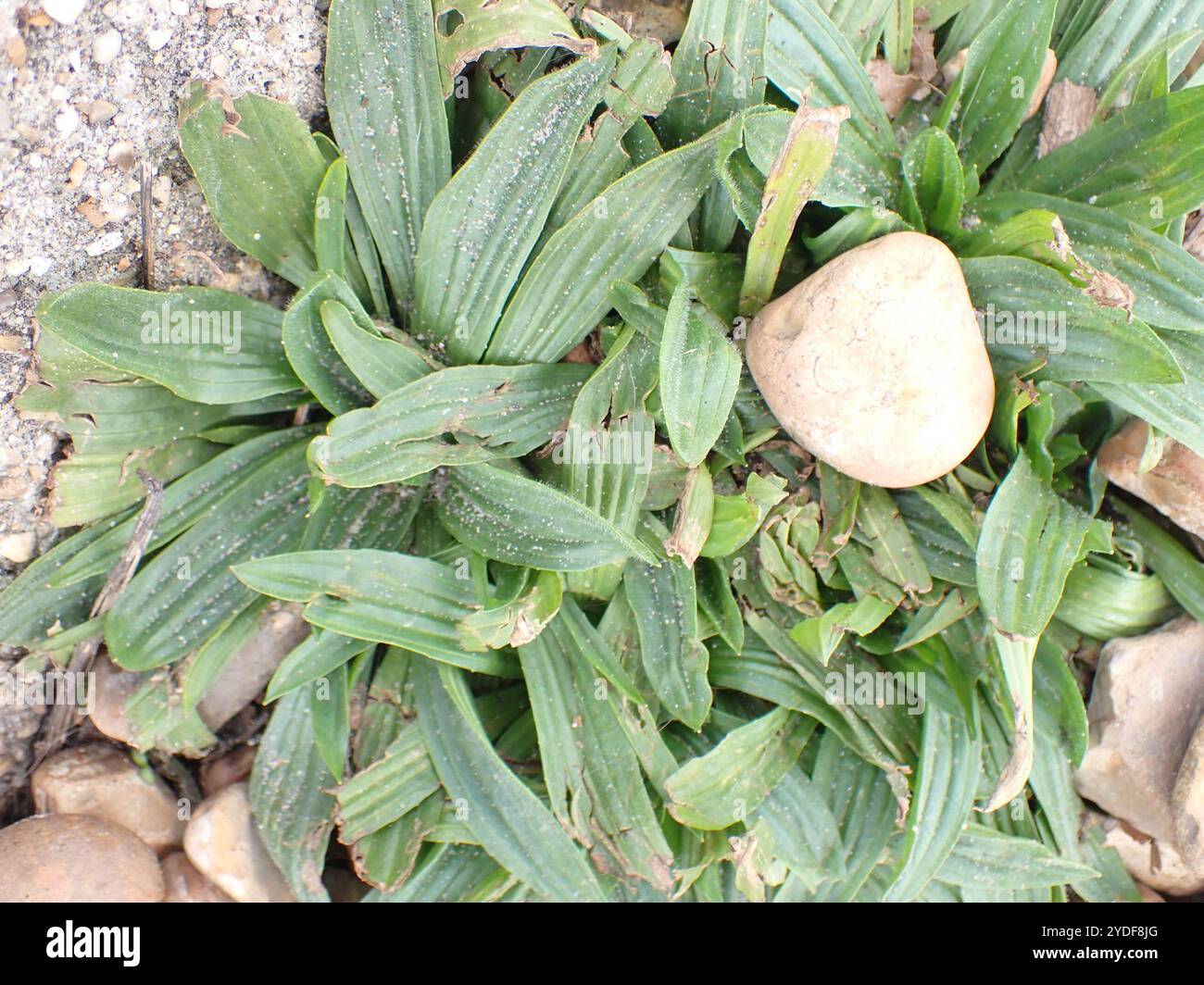 ribwort plantain (Plantago lanceolata Stock Photo - Alamy