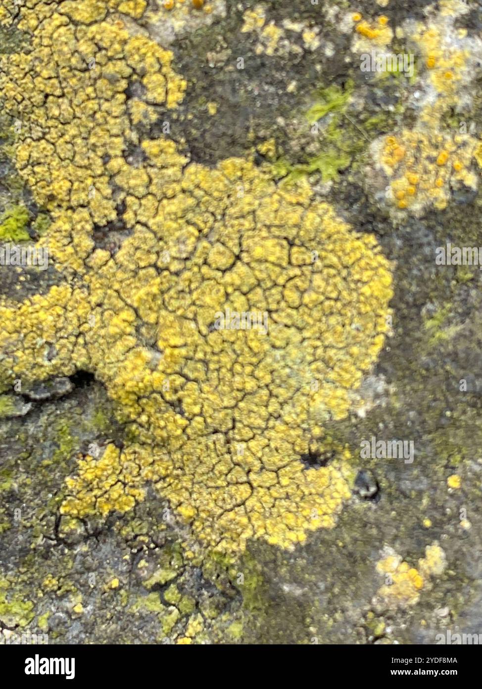 common lichens (Lecanoromycetes Stock Photo - Alamy