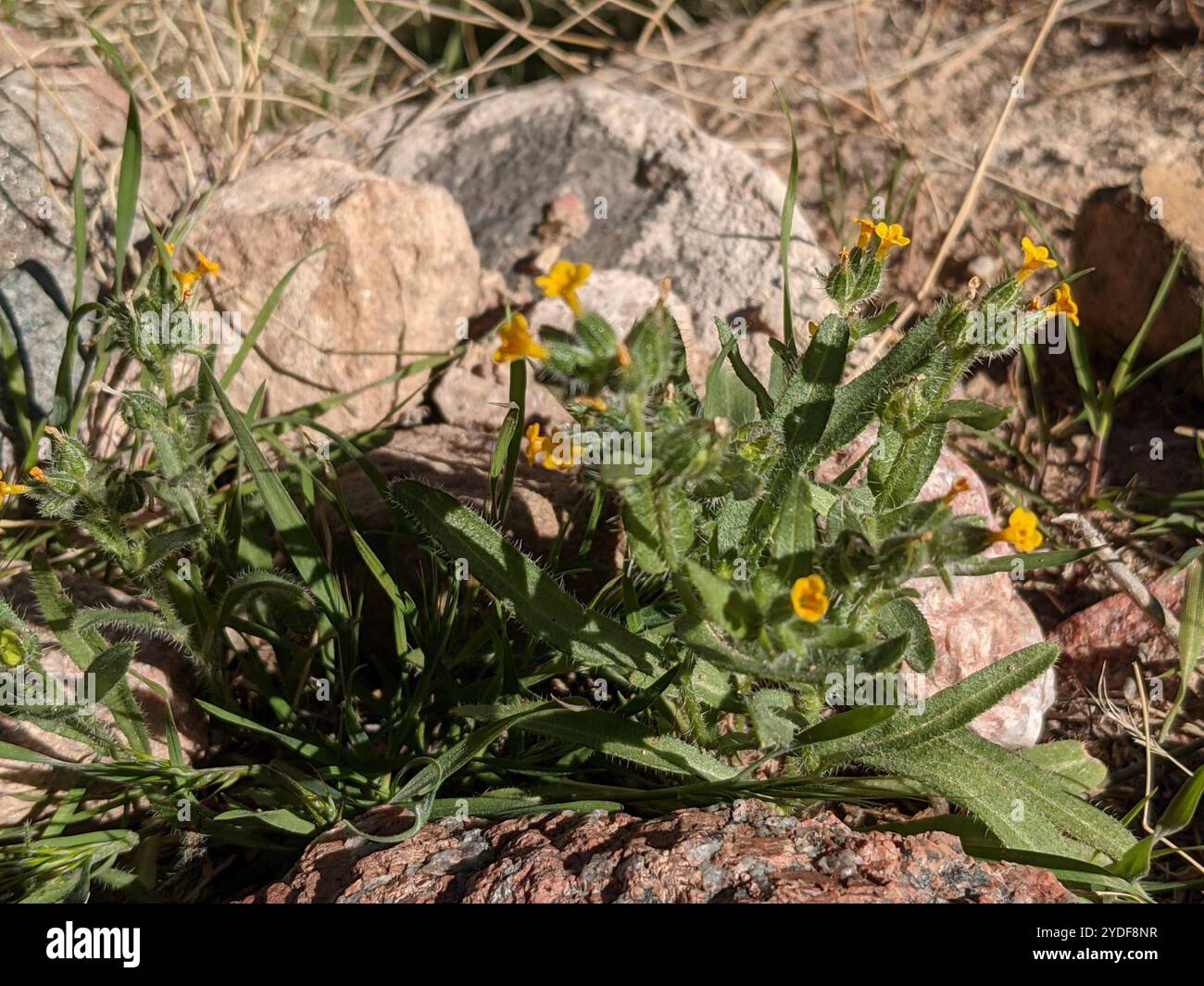 Rancher's fiddleneck (Amsinckia menziesii intermedia Stock Photo - Alamy