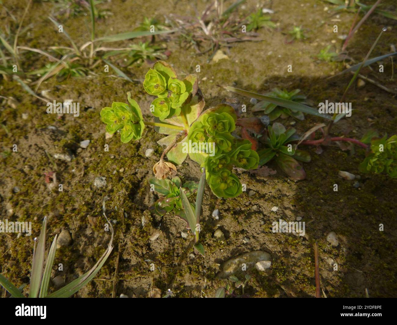 Sun spurge (Euphorbia helioscopia Stock Photo - Alamy