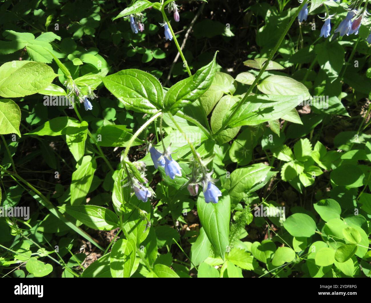 Tall Bluebell (Mertensia paniculata Stock Photo - Alamy