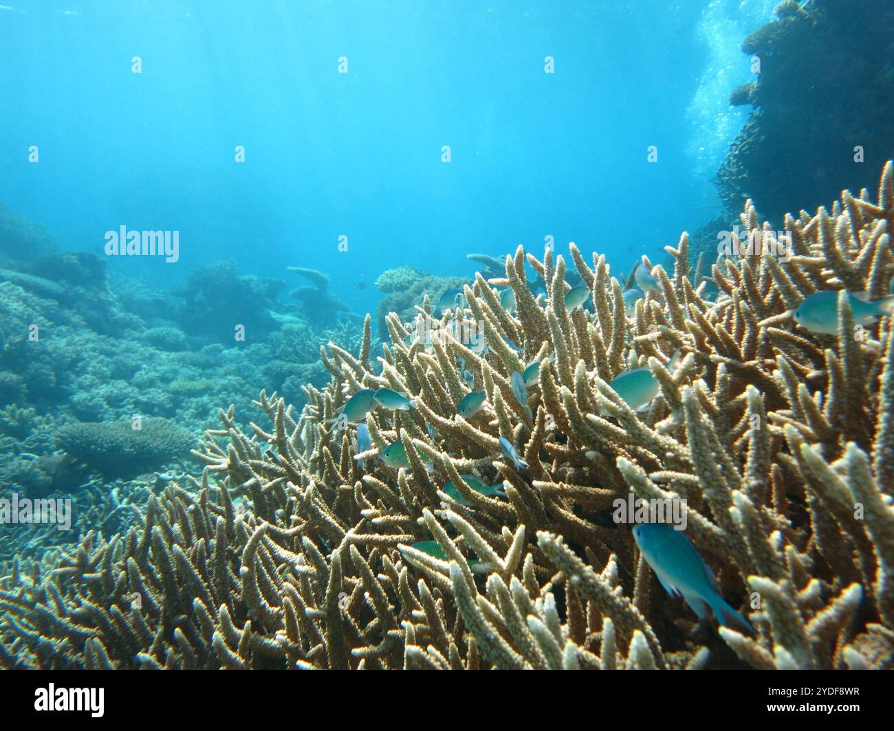 Black-axil Chromis (Chromis atripectoralis Stock Photo - Alamy
