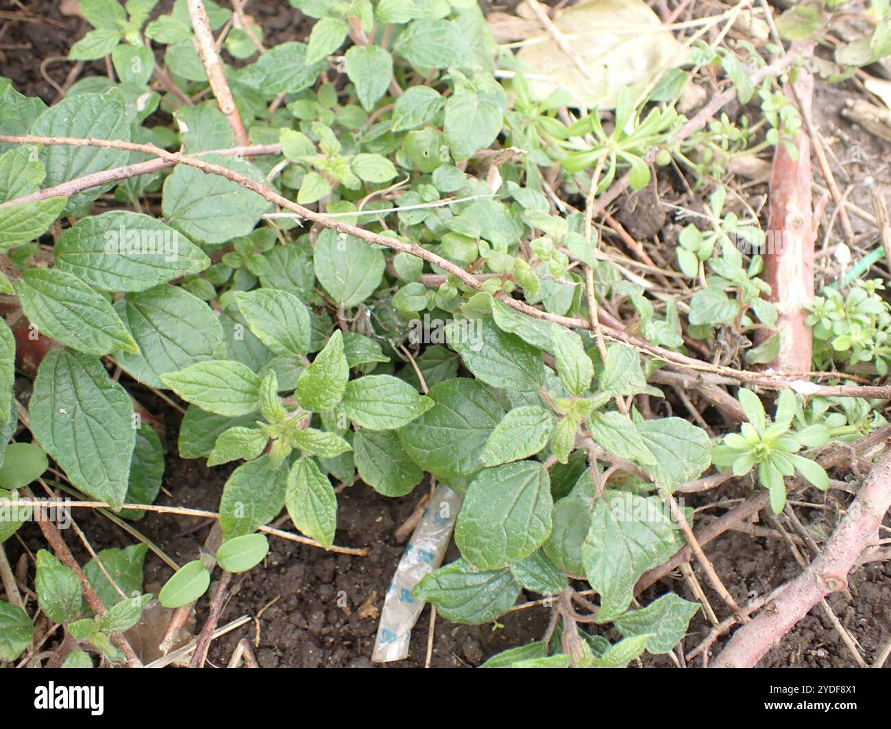 pellitory-of-the-wall (Parietaria judaica Stock Photo - Alamy