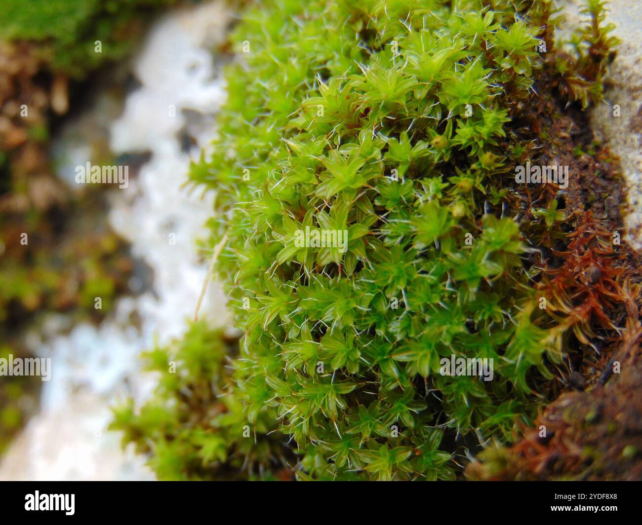 Star Moss (Syntrichia ruralis Stock Photo - Alamy