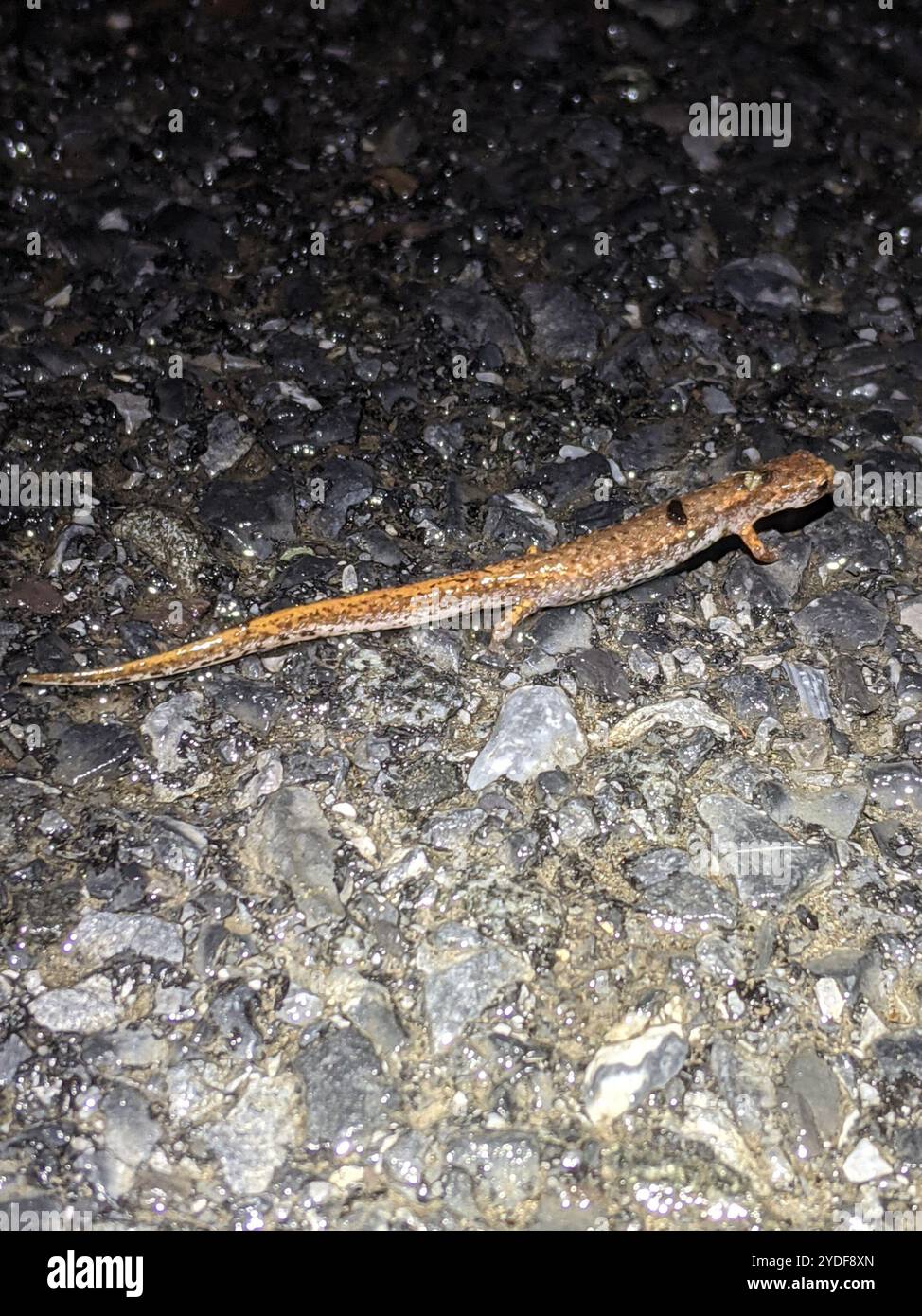 Four-toed Salamander (Hemidactylium scutatum Stock Photo - Alamy