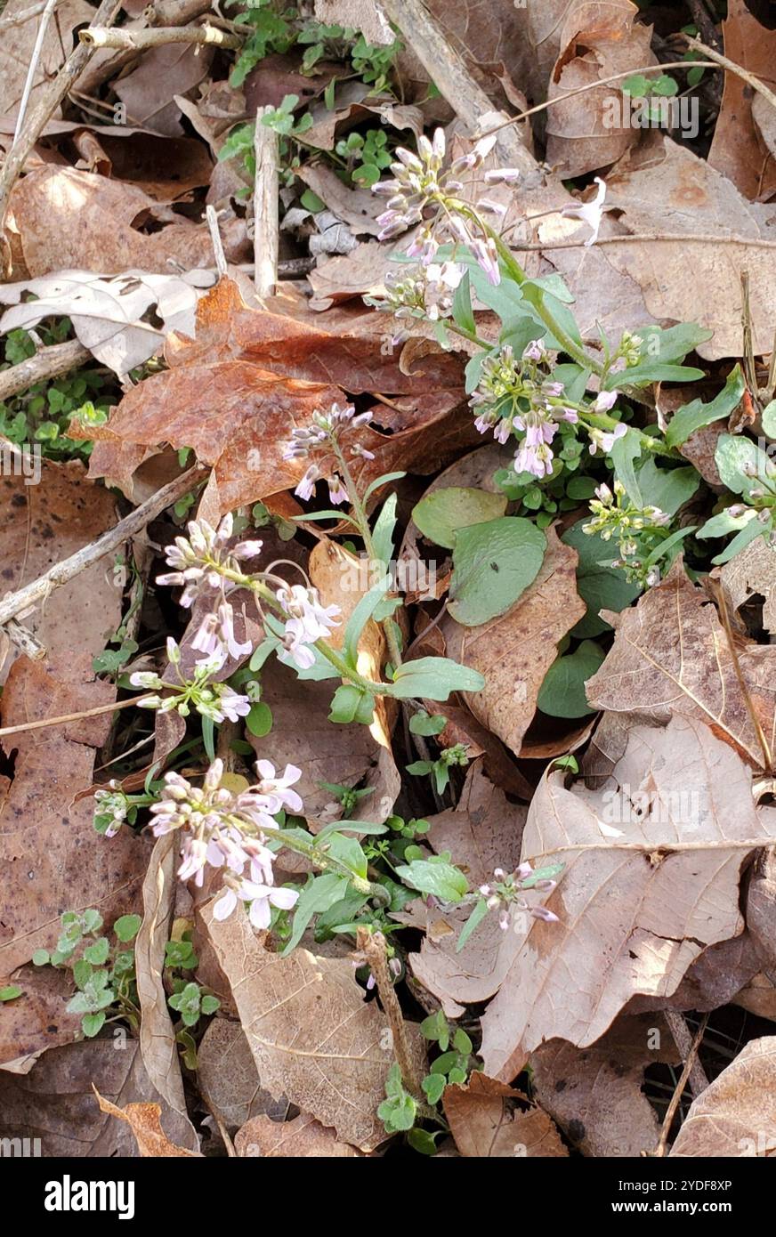 Purple Cress (Cardamine douglassii Stock Photo - Alamy