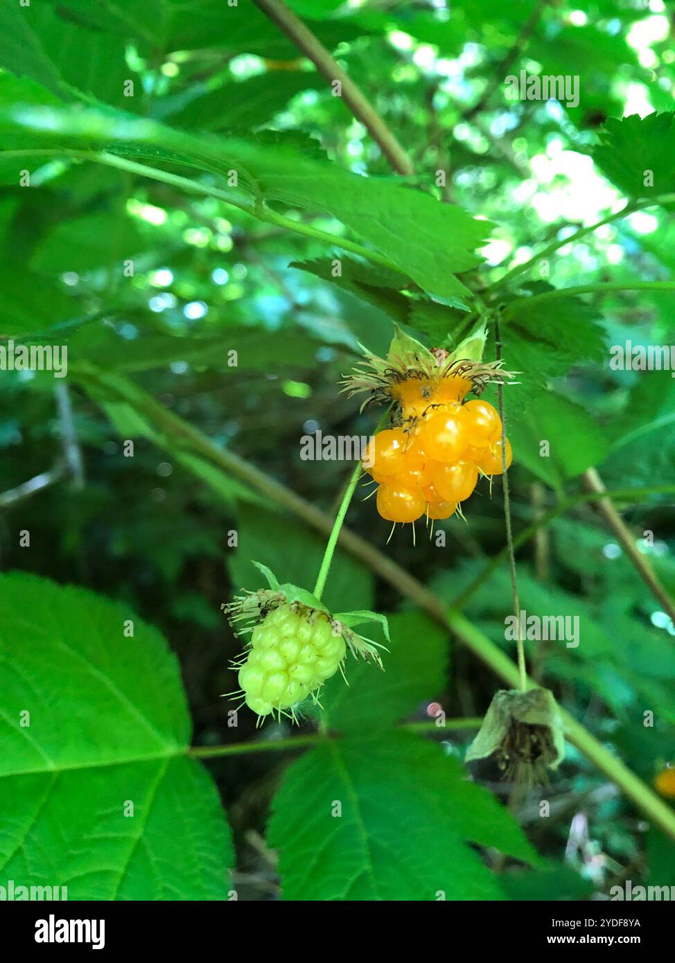 Salmonberry (Rubus spectabilis Stock Photo - Alamy