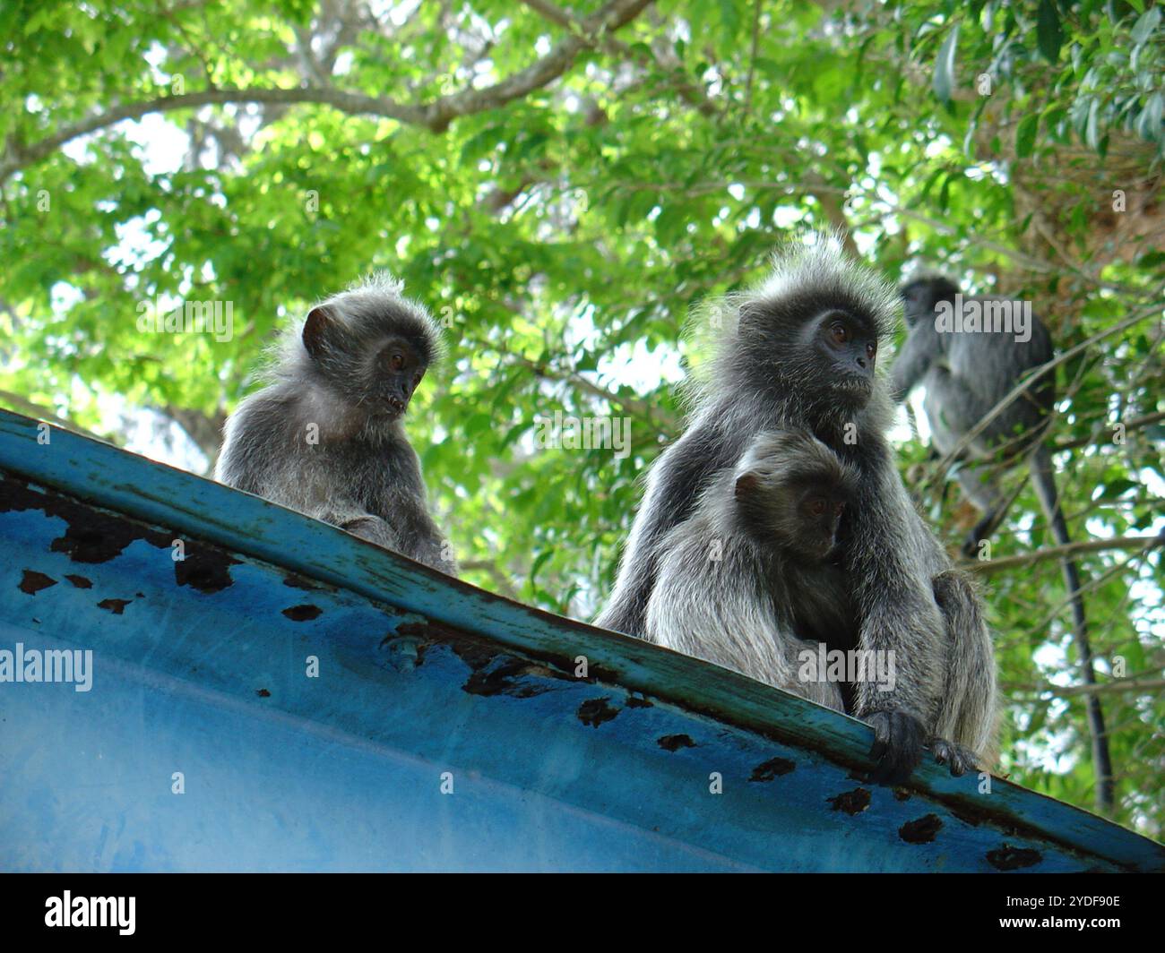 Selangor silvered langur hi-res stock photography and images - Alamy
