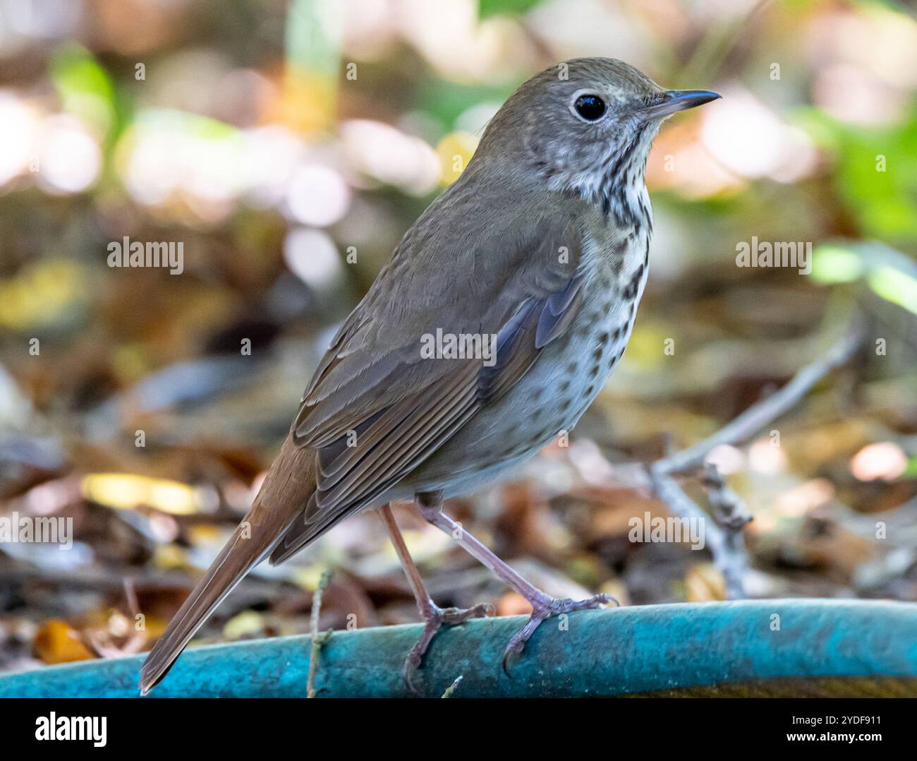 Hermit Thrush (Catharus guttatus Stock Photo - Alamy