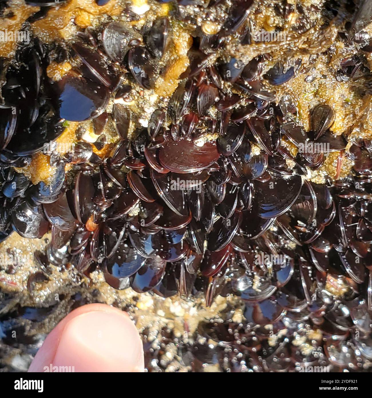 Mediterranean Mussel (Mytilus galloprovincialis Stock Photo - Alamy