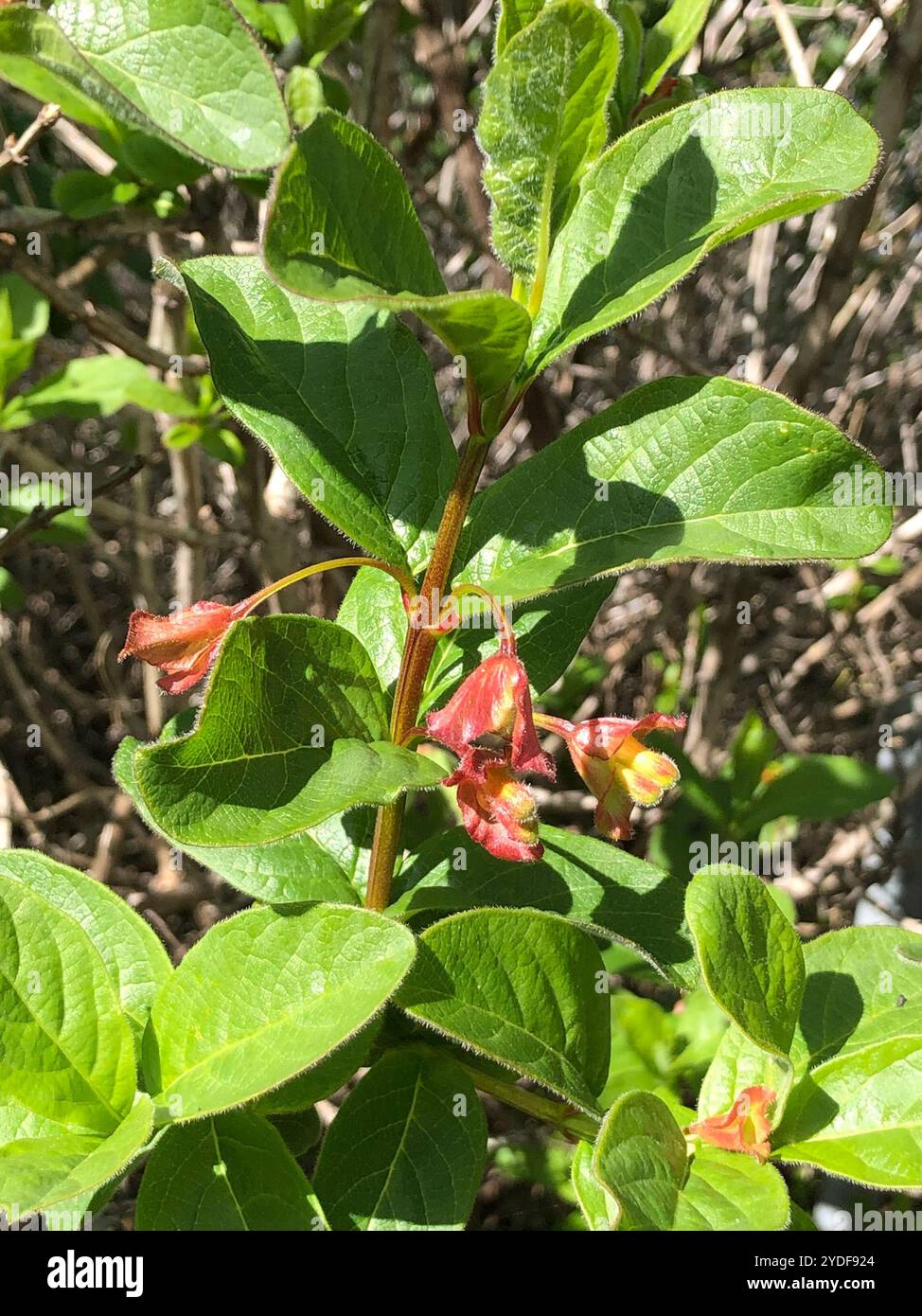 twinberry honeysuckle (Lonicera involucrata Stock Photo - Alamy