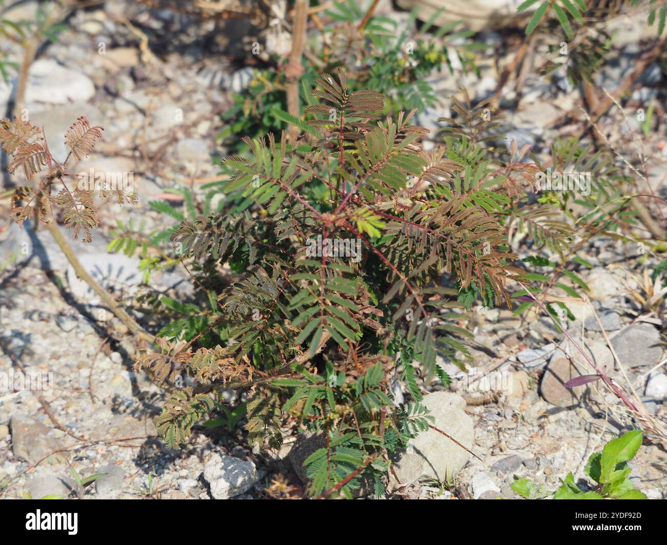 False mimosa hi-res stock photography and images - Alamy