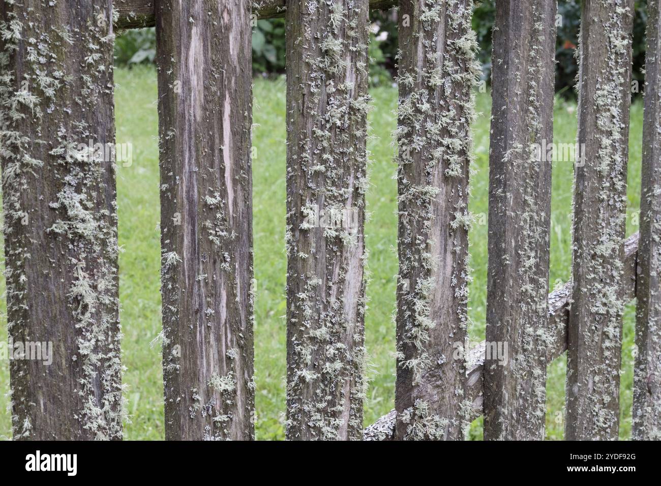 Overgrown vintage park fence hi-res stock photography and images - Alamy