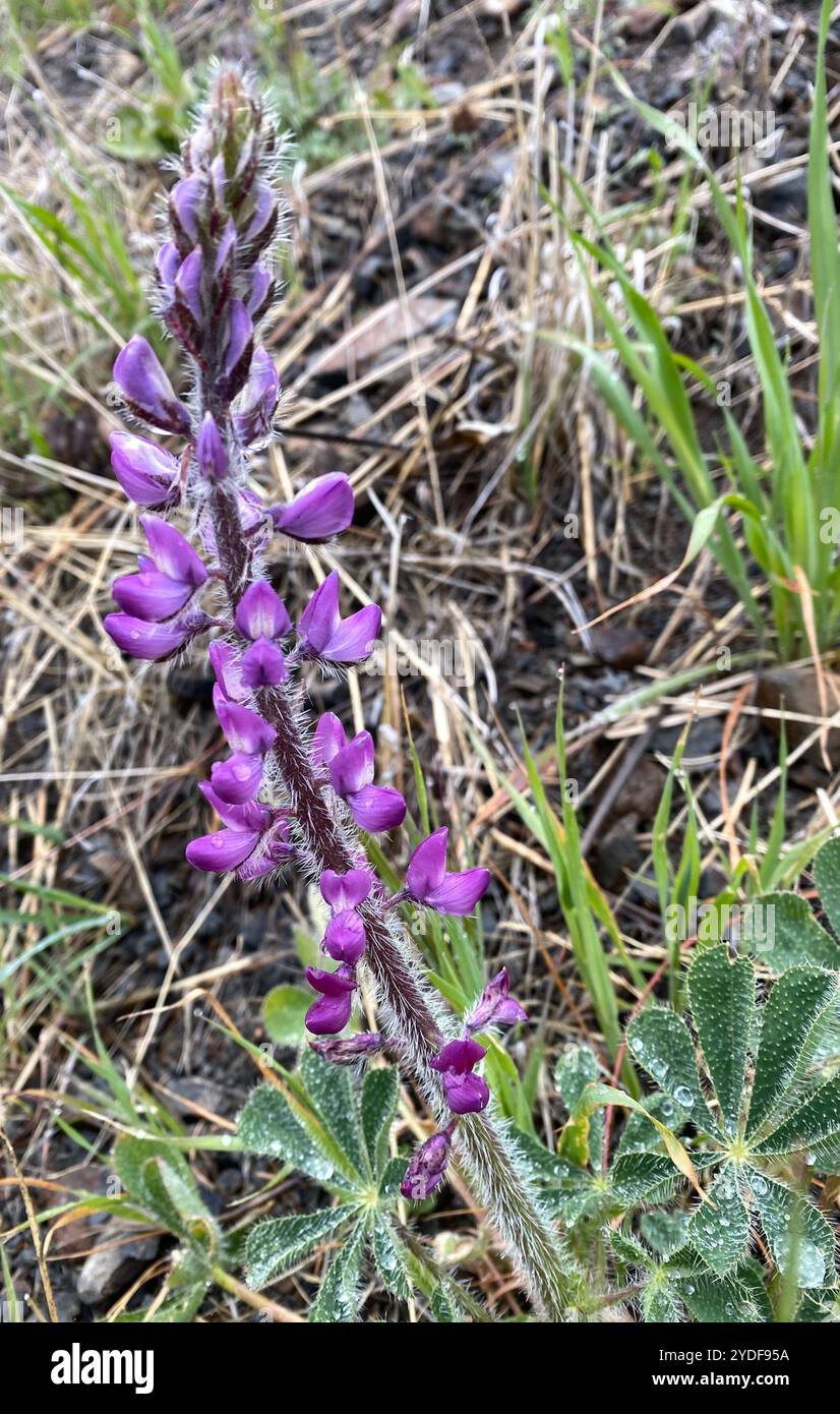 Stinging Lupine (Lupinus hirsutissimus Stock Photo - Alamy