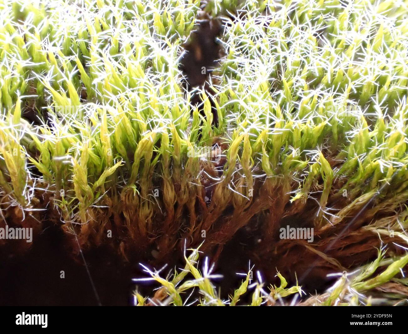 Heath Star-moss (Campylopus introflexus Stock Photo - Alamy