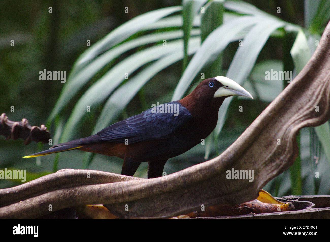 Chestnut headed oropendola hi-res stock photography and images - Alamy