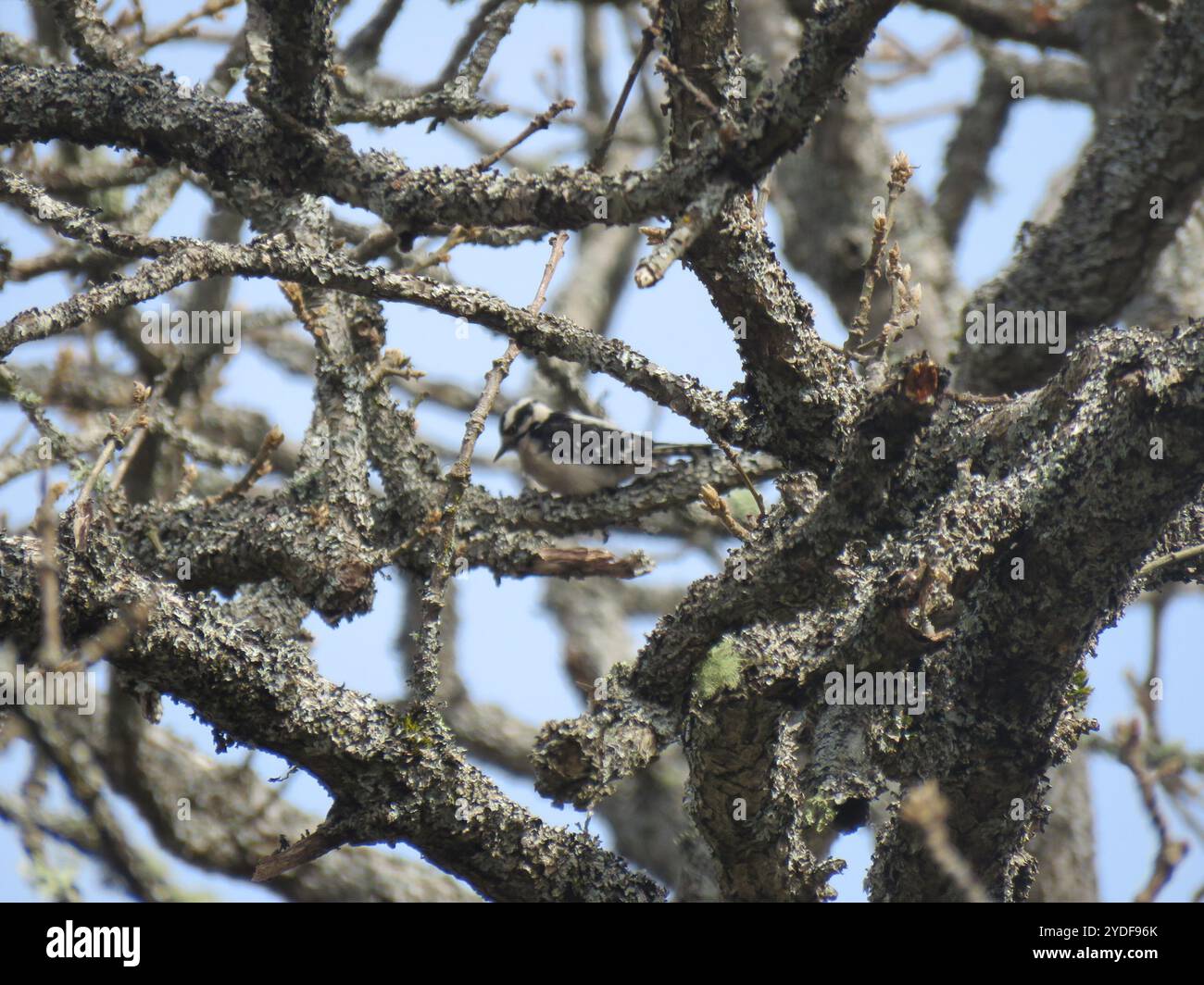 Downy Woodpecker (Dryobates pubescens Stock Photo - Alamy