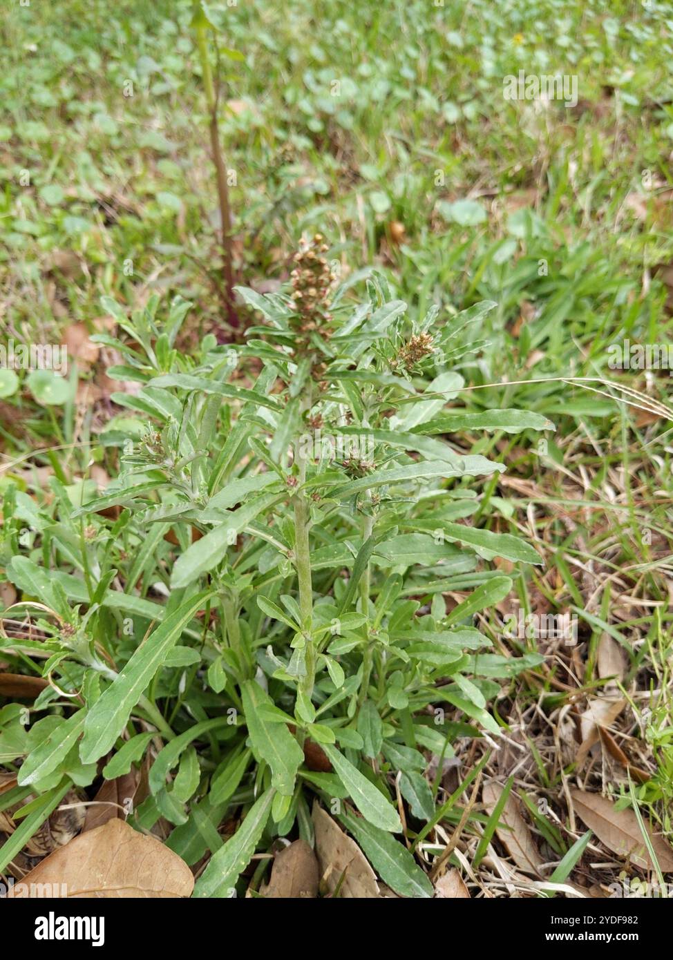 Purple Cudweed (Gamochaeta purpurea Stock Photo - Alamy
