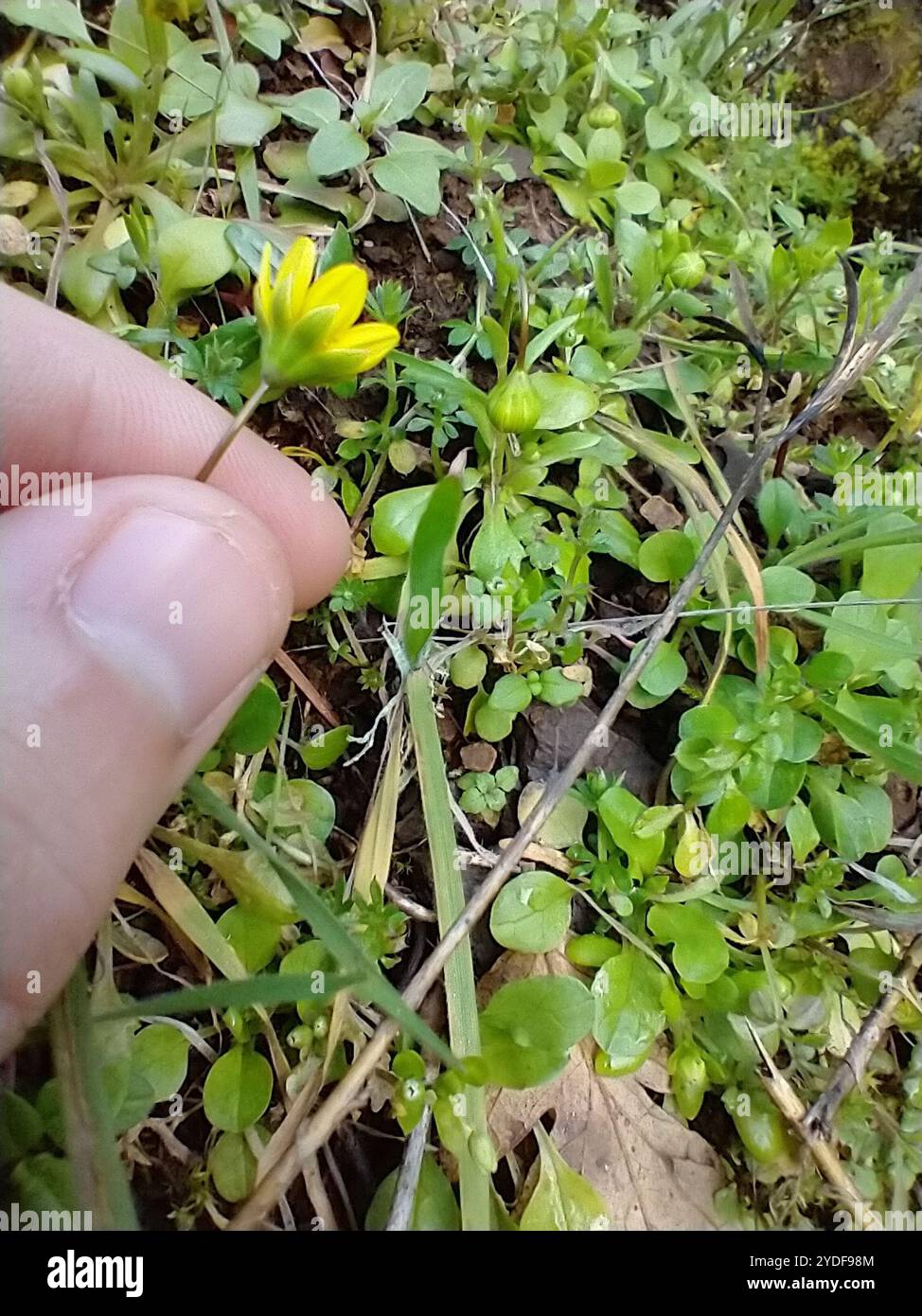 spring gold (Crocidium multicaule Stock Photo - Alamy