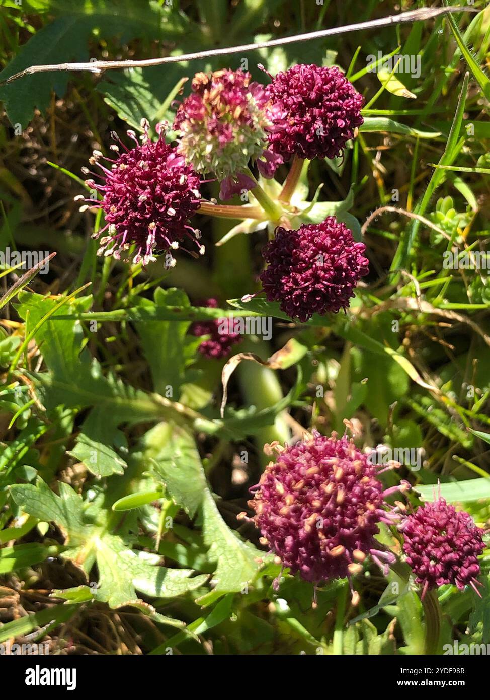 Purple Sanicle (Sanicula bipinnatifida Stock Photo - Alamy