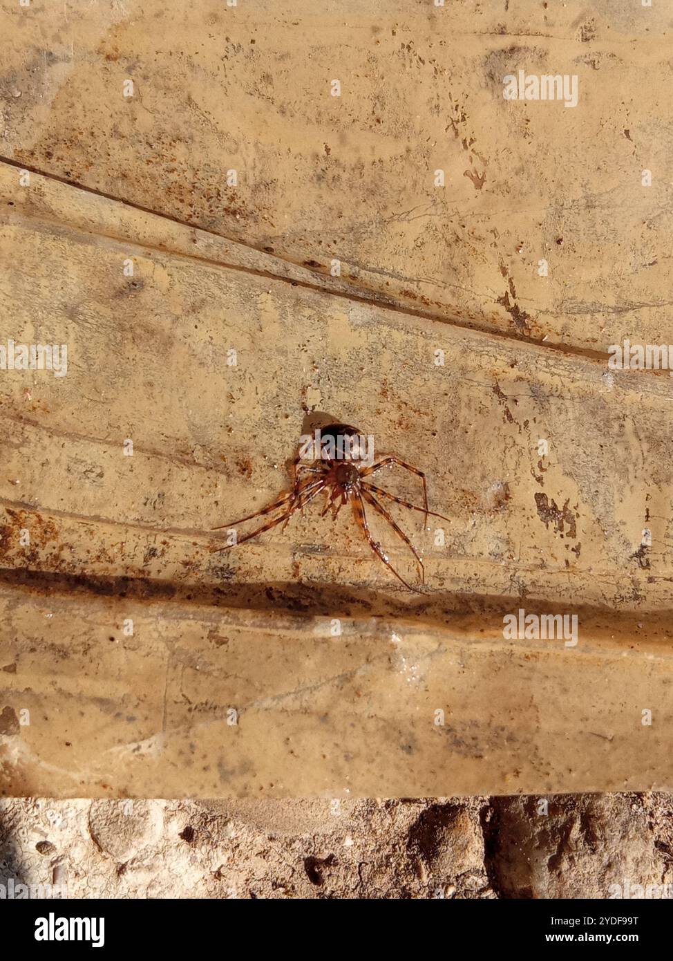 Triangulate Combfoot (Steatoda triangulosa Stock Photo - Alamy