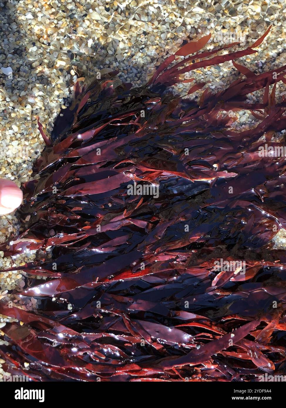 Bleach Weed (Prionitis sternbergii Stock Photo - Alamy