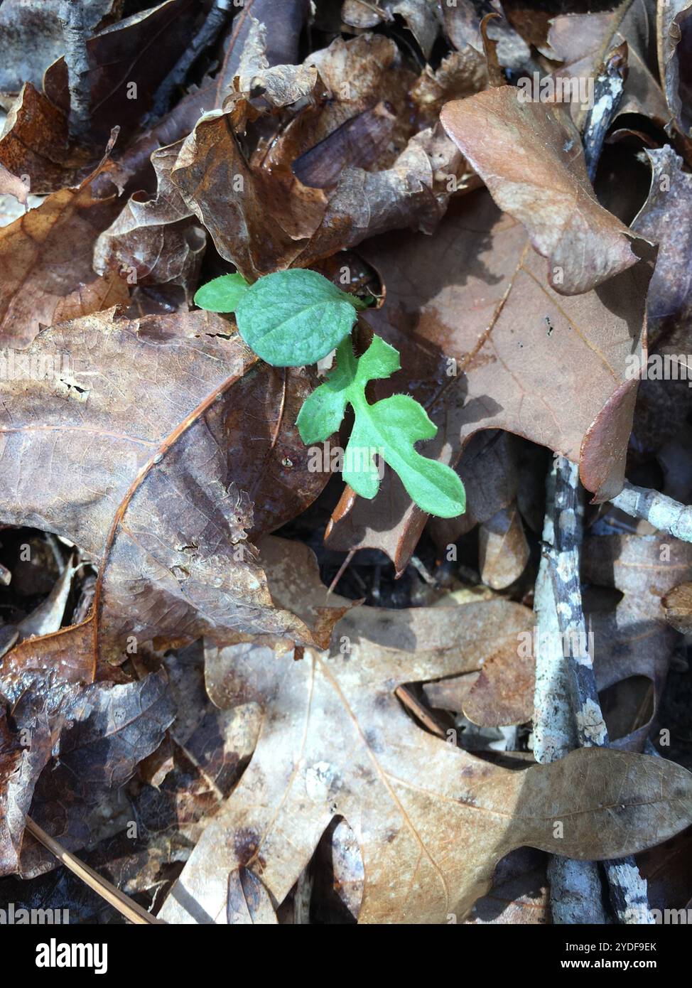 three-leaved rattlesnake root (Nabalus trifoliolatus Stock Photo - Alamy