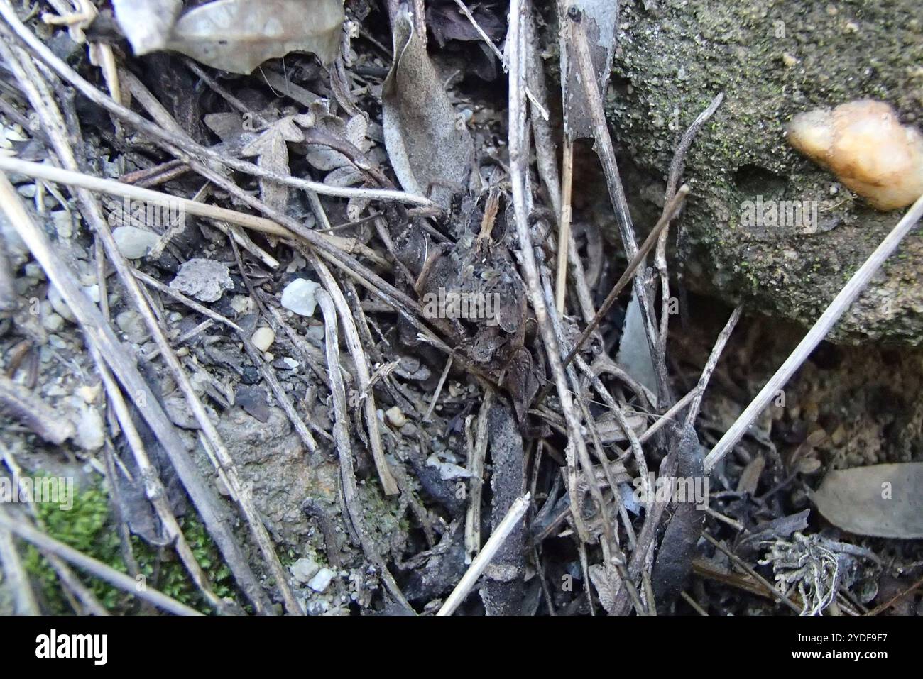 Wolf Spiders and Allies (Lycosoidea Stock Photo - Alamy