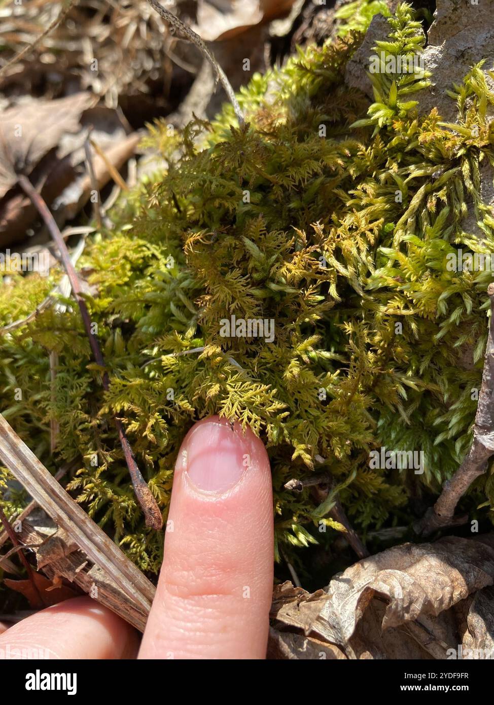 fern mosses (Thuidium Stock Photo - Alamy