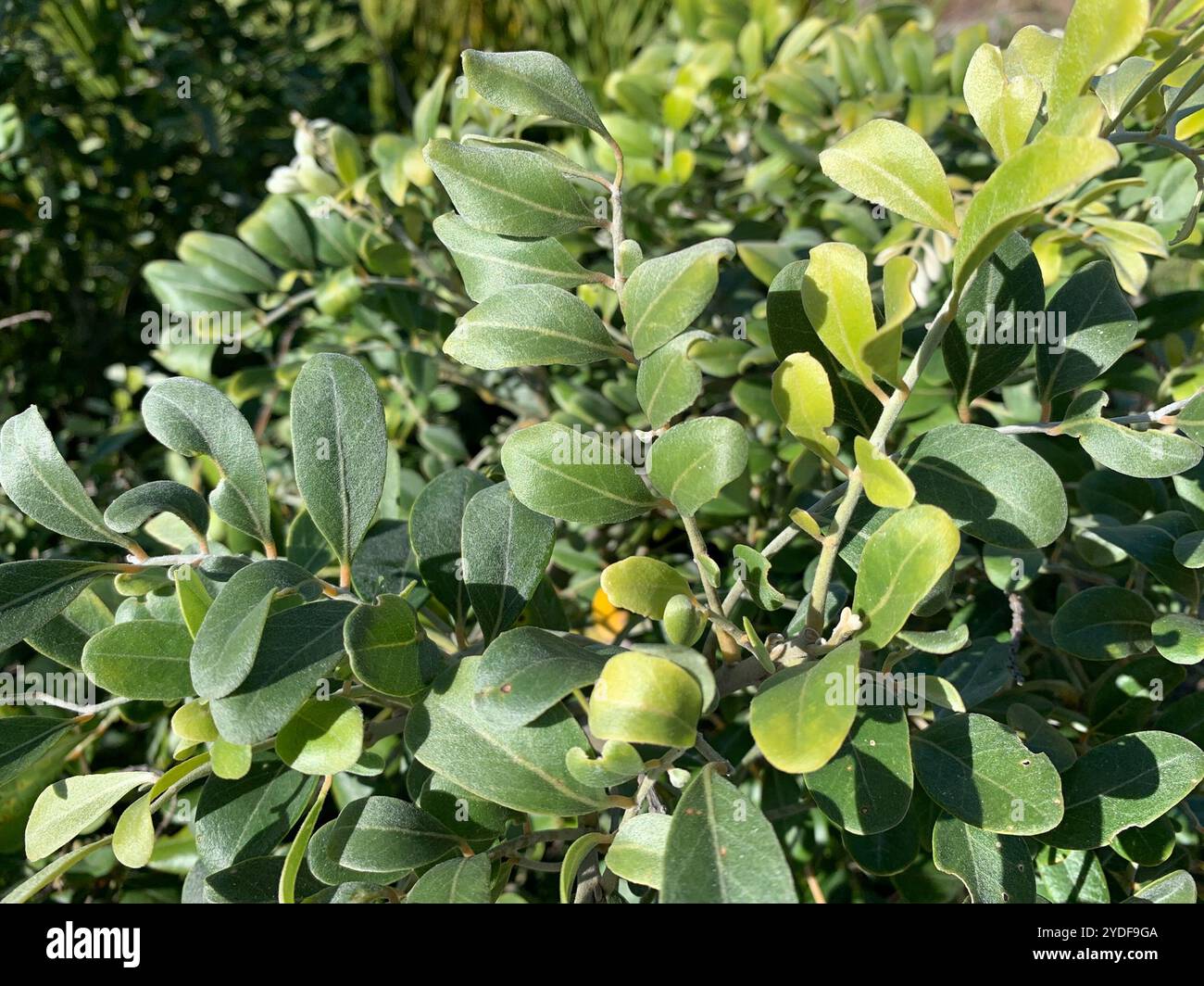 Necklace pod (Sophora tomentosa Stock Photo - Alamy