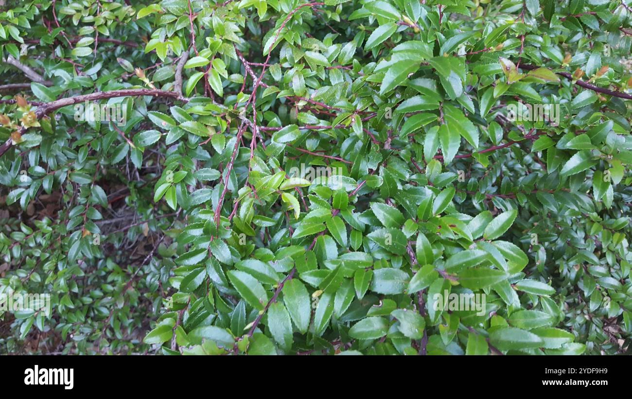 Evergreen Huckleberry (Vaccinium ovatum Stock Photo - Alamy