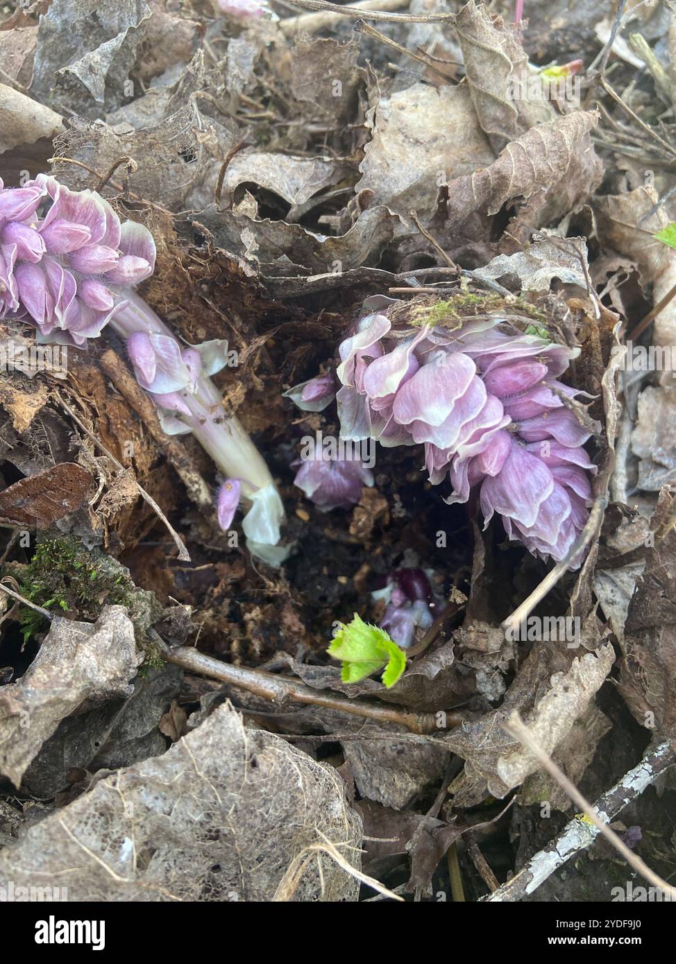 Common Toothwort (Lathraea squamaria Stock Photo - Alamy