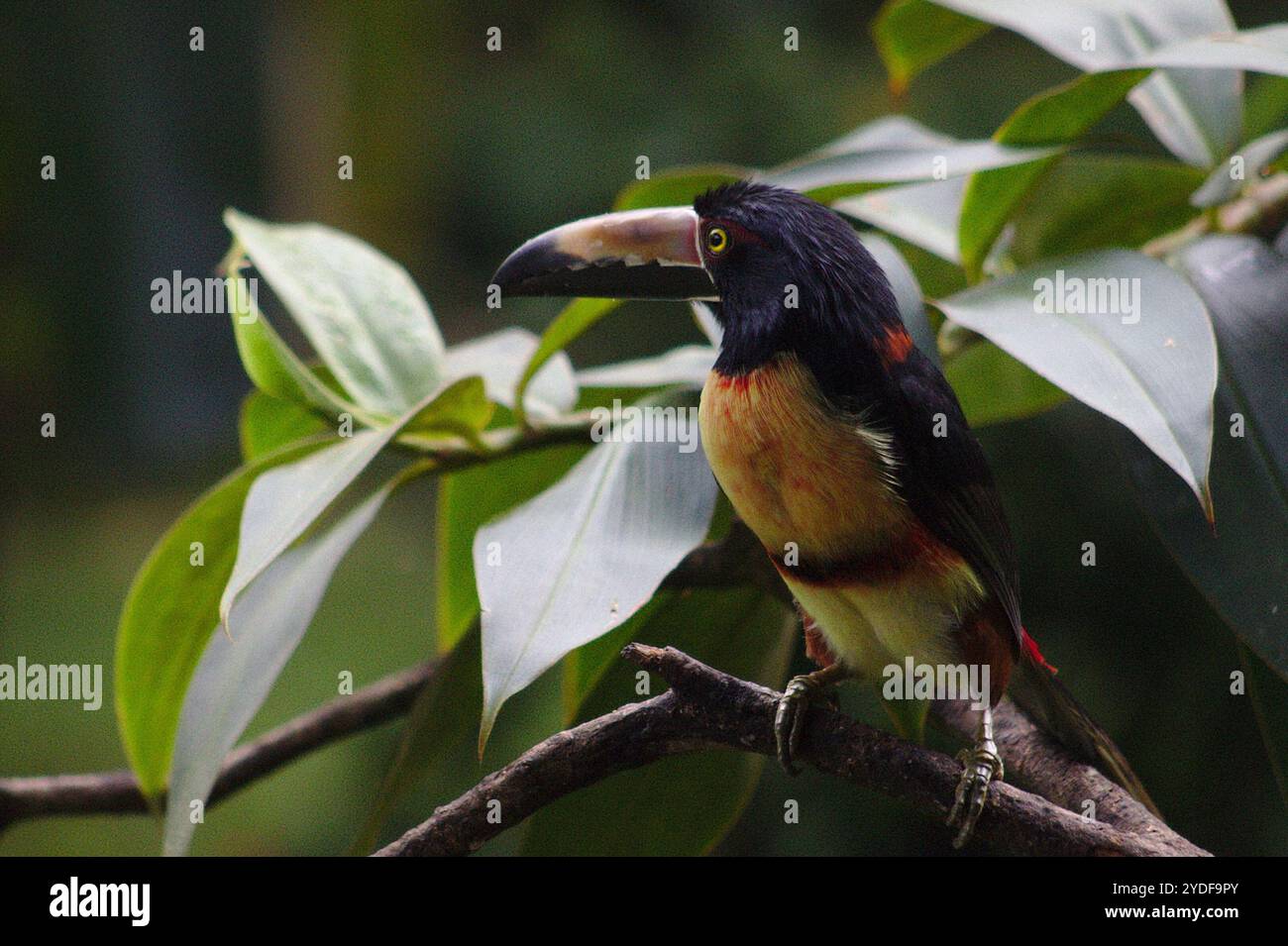 Collared Aracari (Pteroglossus torquatus Stock Photo - Alamy