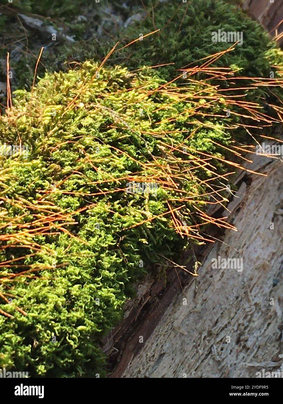 Flat-brocade Moss (Platygyrium repens Stock Photo - Alamy