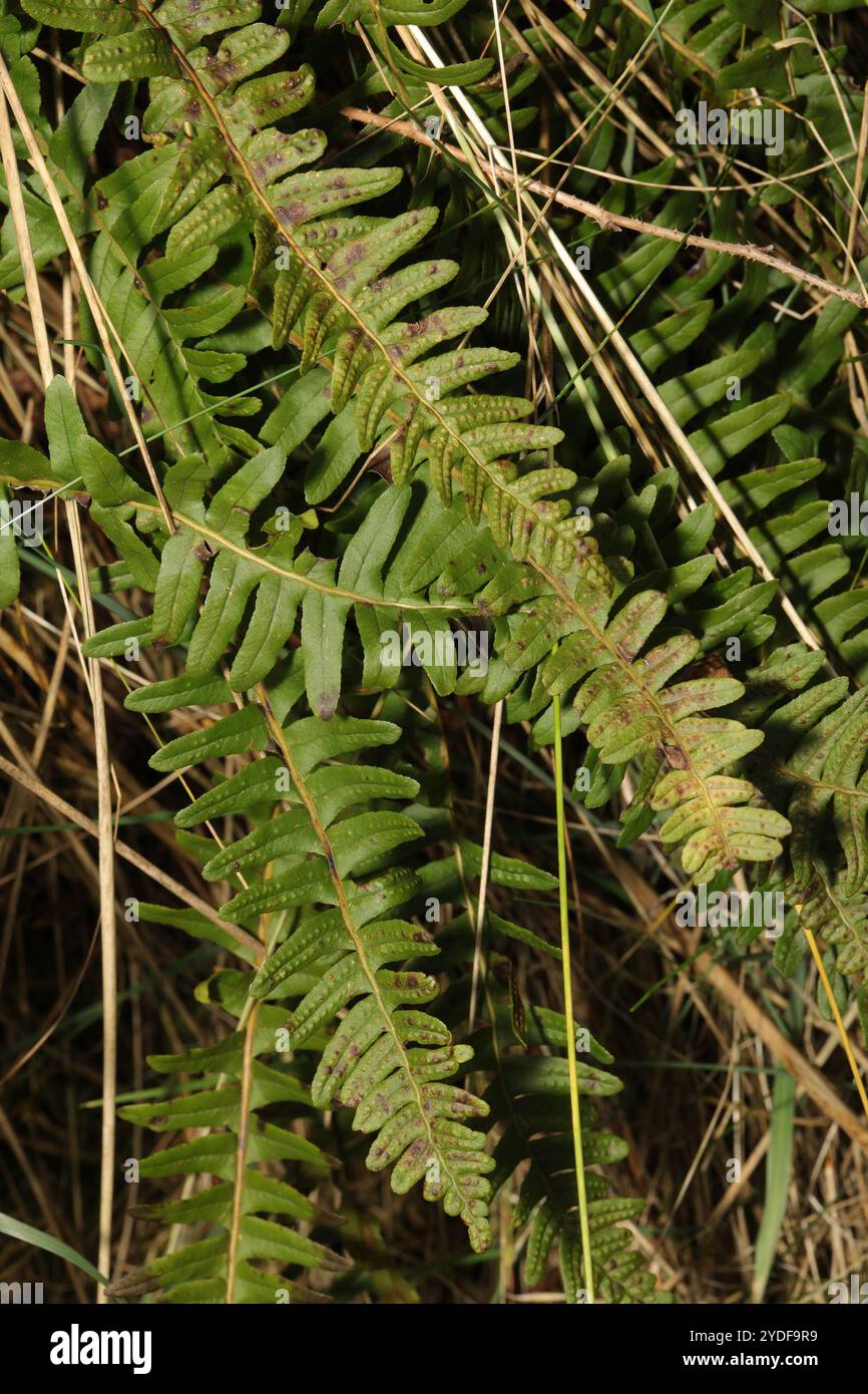 common polypody (Polypodium vulgare Stock Photo - Alamy