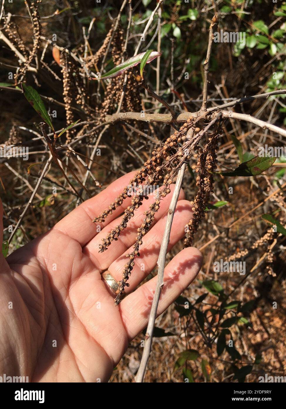 Swamp titi (Cyrilla racemiflora Stock Photo - Alamy