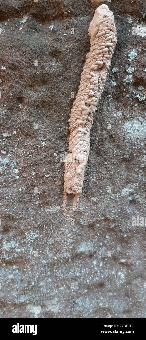 Organ-pipe Mud-dauber Wasp (Trypoxylon politum Stock Photo - Alamy