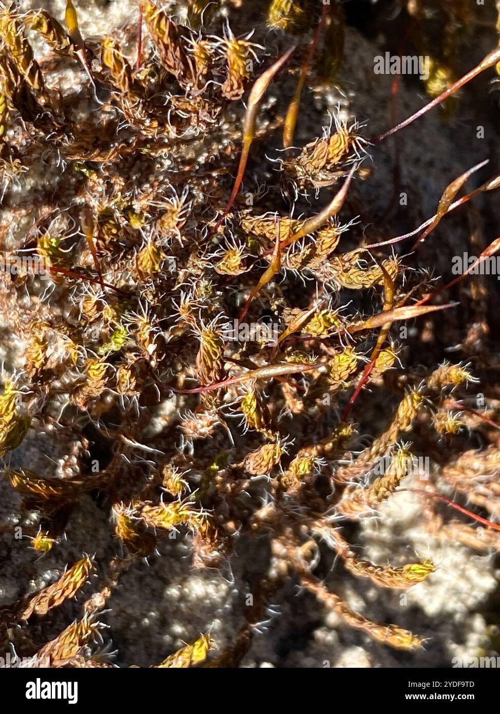 Star Moss (Syntrichia ruralis Stock Photo - Alamy