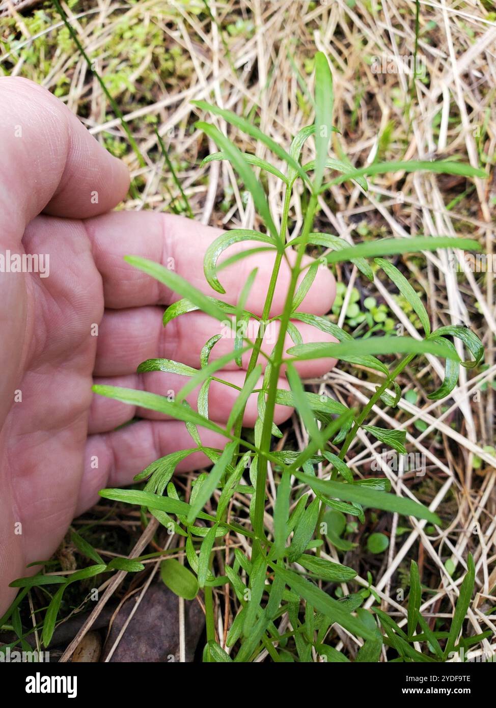 Perideridia hi-res stock photography and images - Alamy