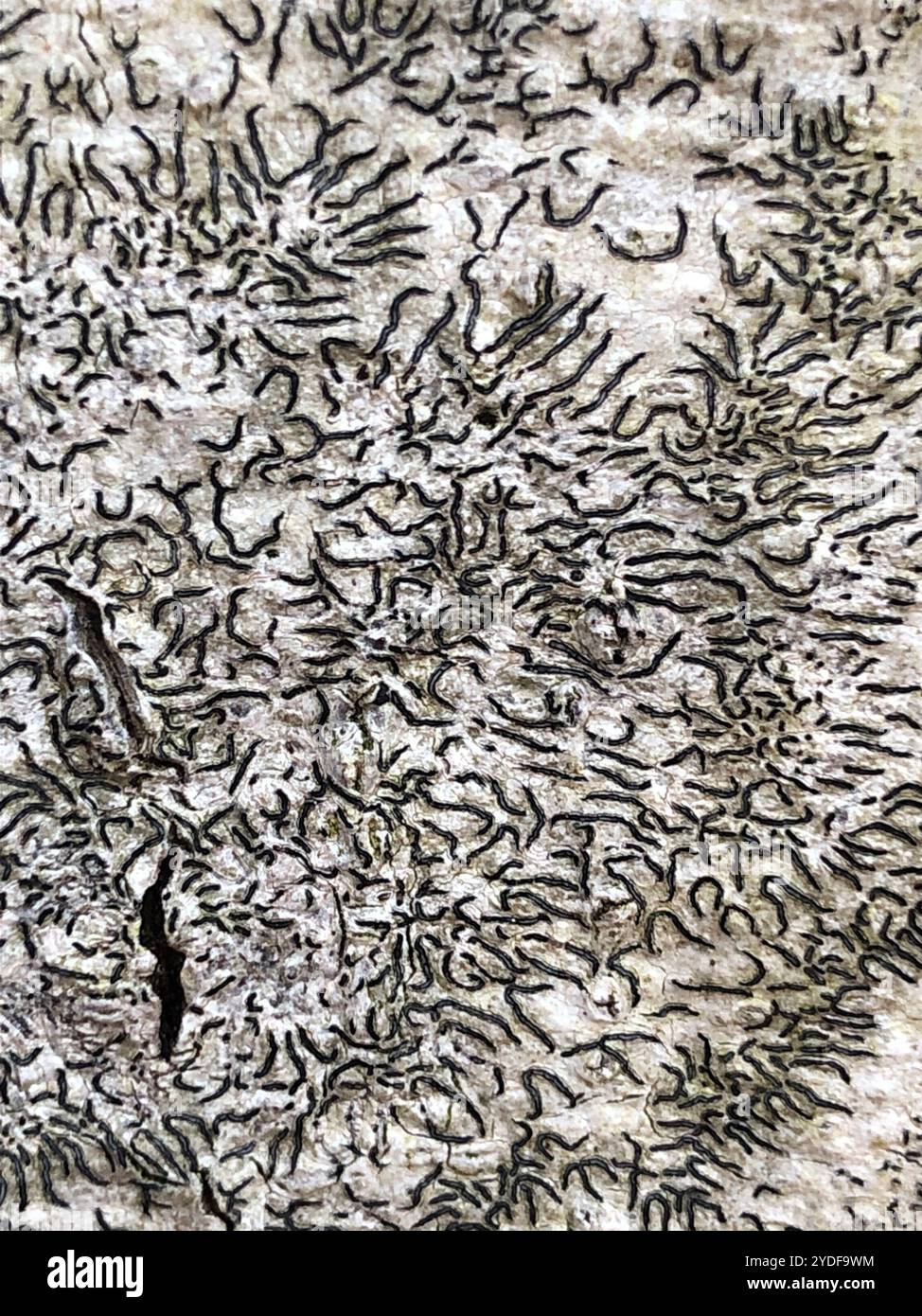 Common Script Lichen (Graphis scripta Stock Photo - Alamy