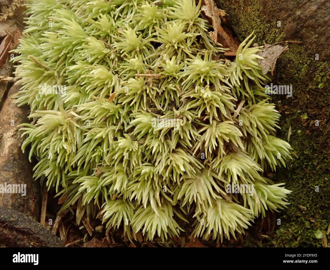 Pincushion Moss (Leucobryum glaucum Stock Photo - Alamy