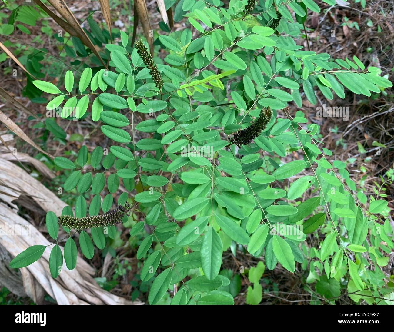 false indigo bush (Amorpha fruticosa Stock Photo - Alamy