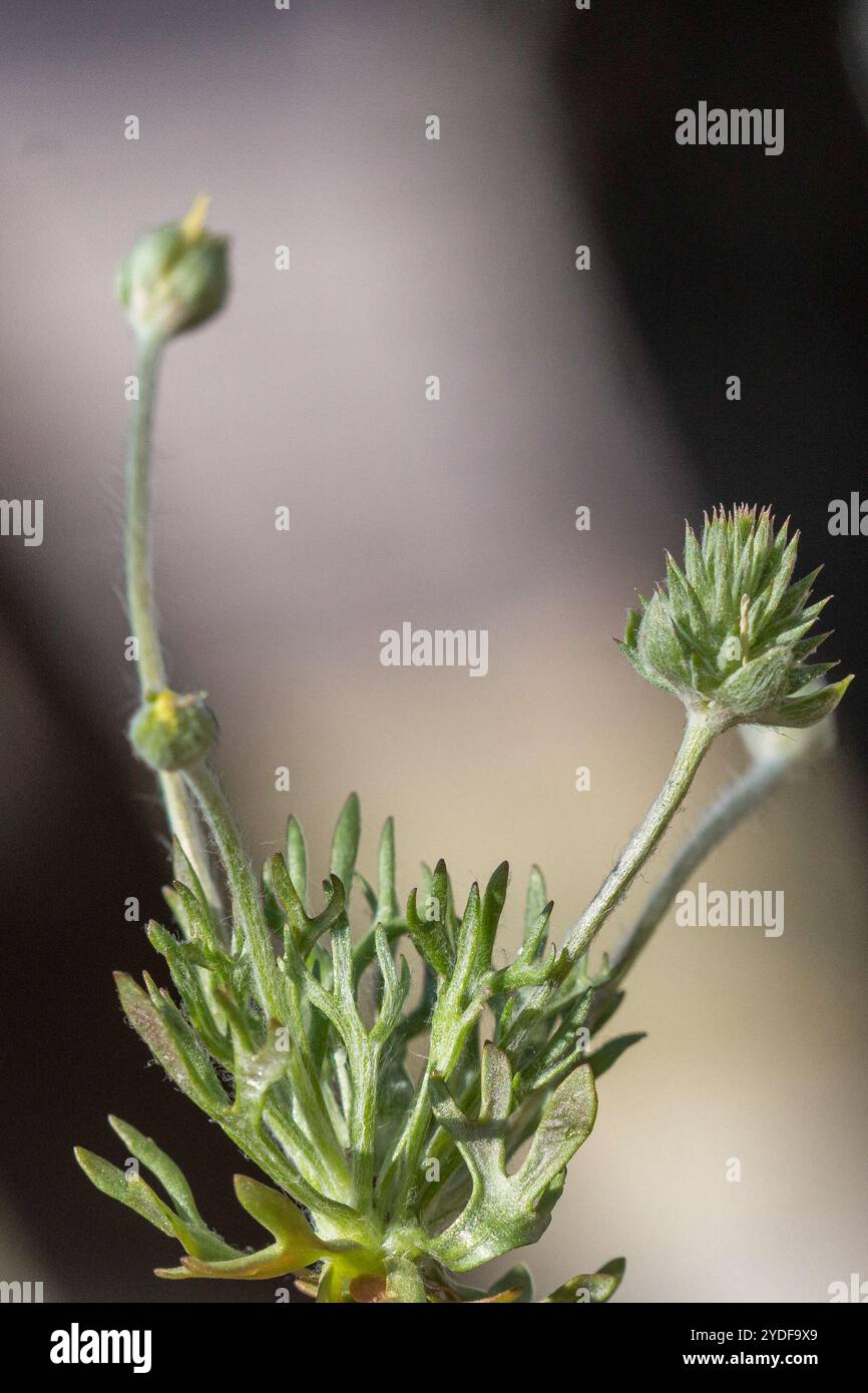 Curveseed Butterwort (Ceratocephala testiculata Stock Photo - Alamy