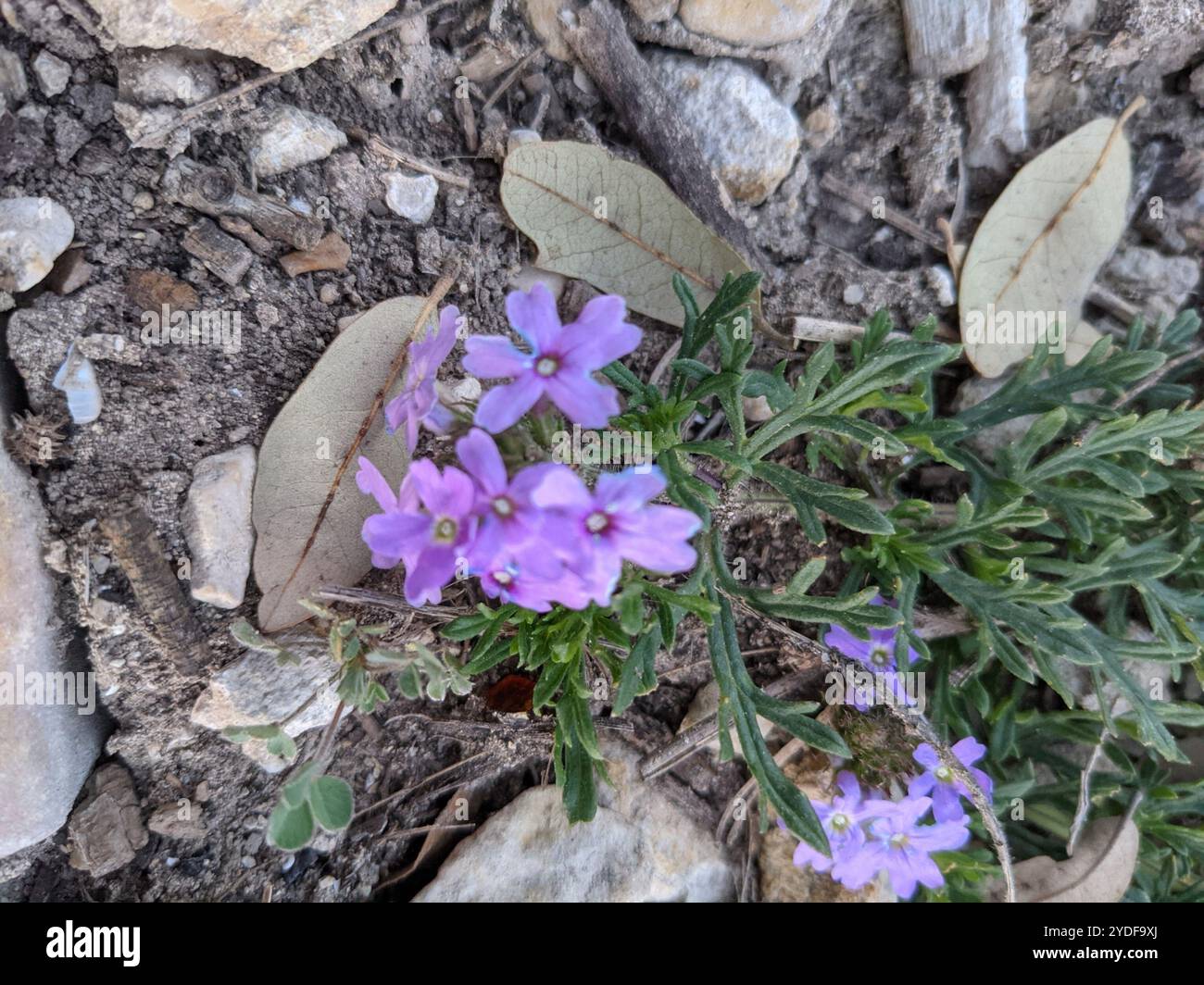 Dakota mock vervain (Glandularia bipinnatifida Stock Photo - Alamy