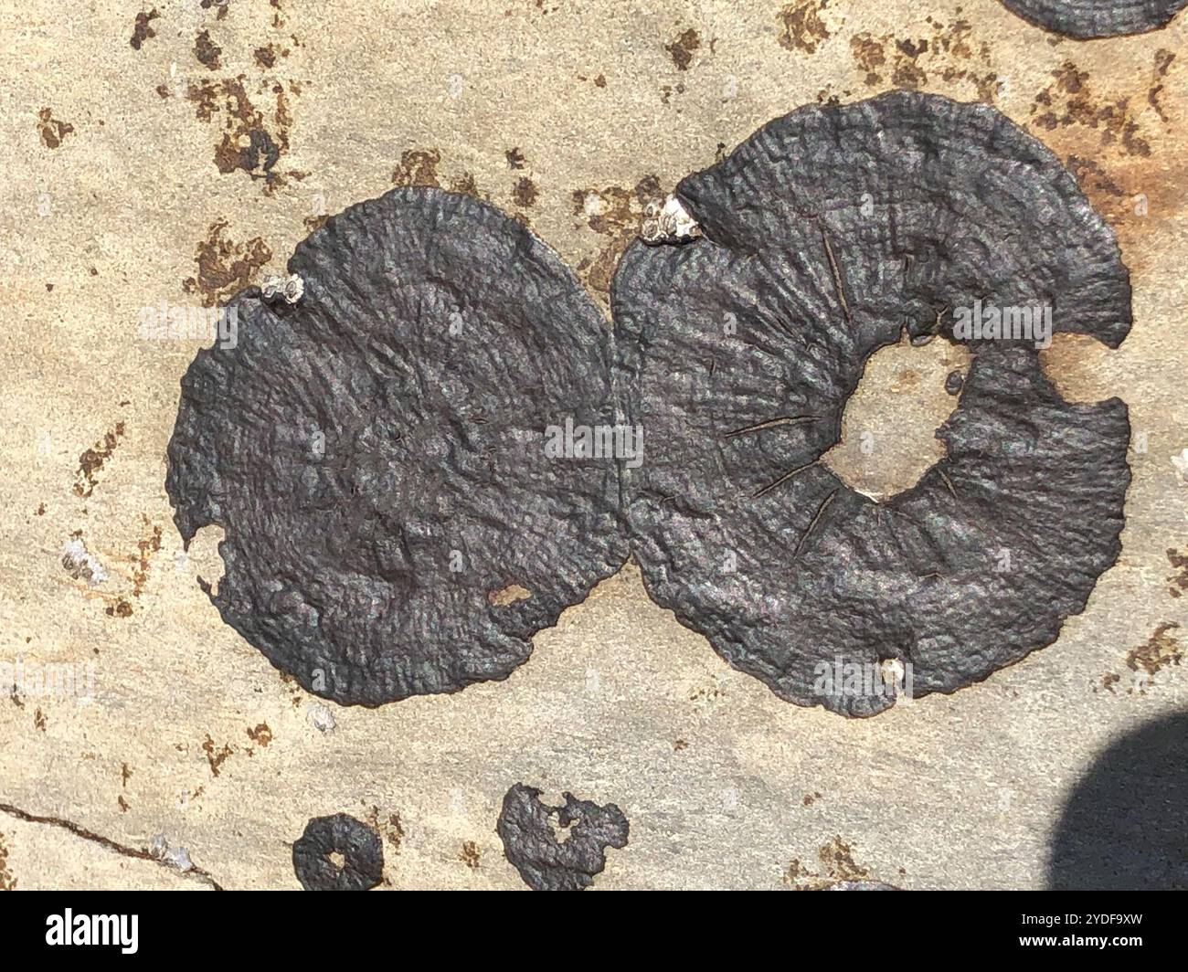 encrusting red algae (Mastocarpus Stock Photo - Alamy