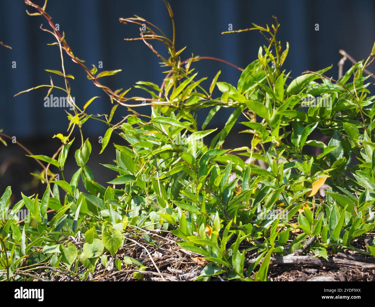 skunk vine (Paederia foetida Stock Photo - Alamy